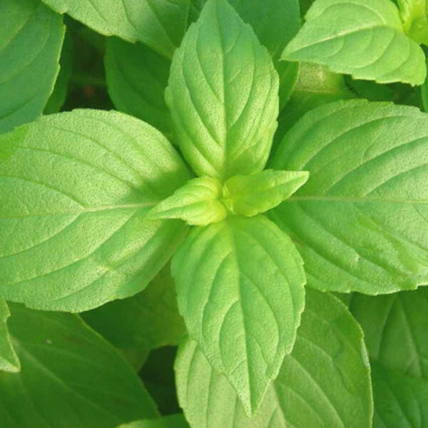 Босилек Лимон/ Ocimum citriodorum – Биогардн Магазин за Вашата Градина