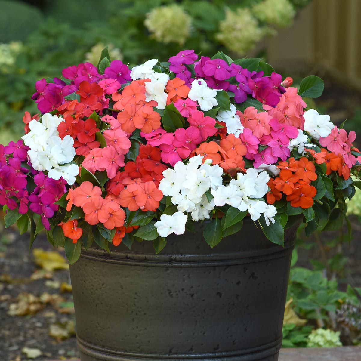 Импатиенс (Циганче)/ Impatiens walleriana mix – Биогардн Магазин за ...