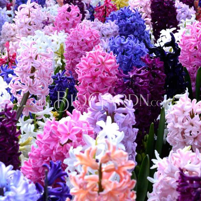 Зюмбюл Мис Сайгон Hyacinthus Miss Saigon – Биогардн Магазин за Вашата Градина