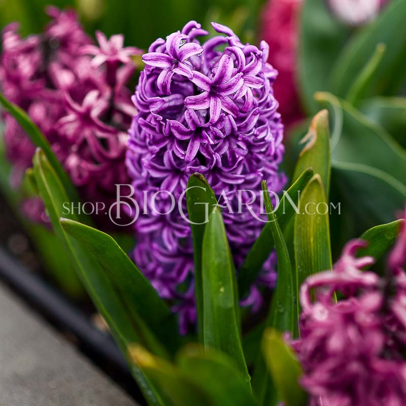 Зюмбюл Мис Сайгон Hyacinthus Miss Saigon – Биогардн Магазин за Вашата Градина