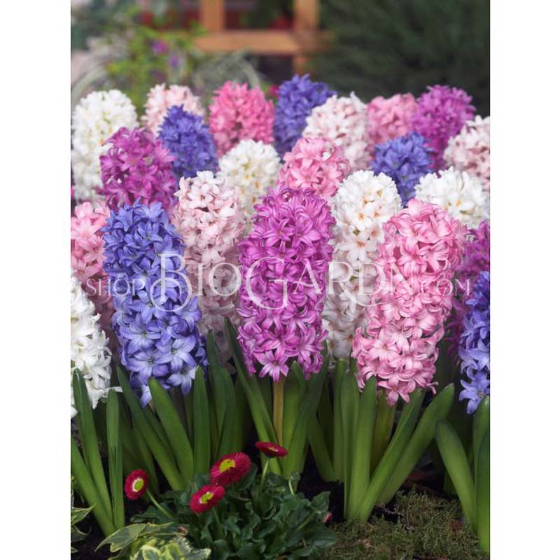 Зюмбюл Мис Сайгон Hyacinthus Miss Saigon – Биогардн Магазин за Вашата Градина