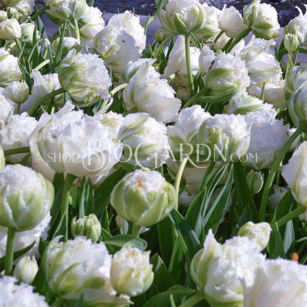 Лале Снежен кристал Tulip Snow Cristal – Биогардн Магазин за Вашата Градина