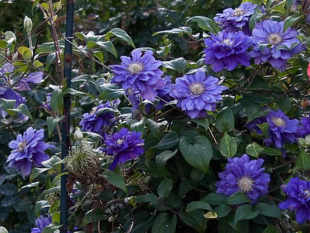 Clematis Kiri Te Kanawa co 2l – Клематис Кири Те Канава – Биогардн ...